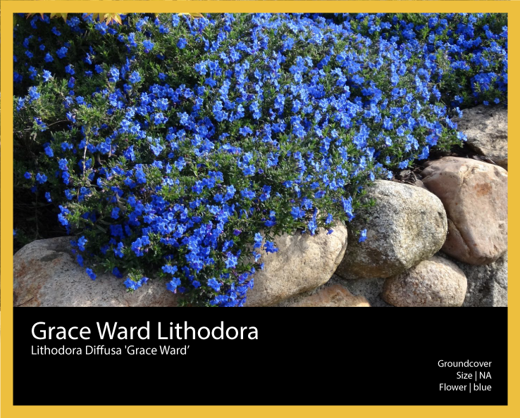 Lithodora-Diffusa-‘Grace-Ward’—Grace-Ward-Lithodora | Pro 1 Landscaping